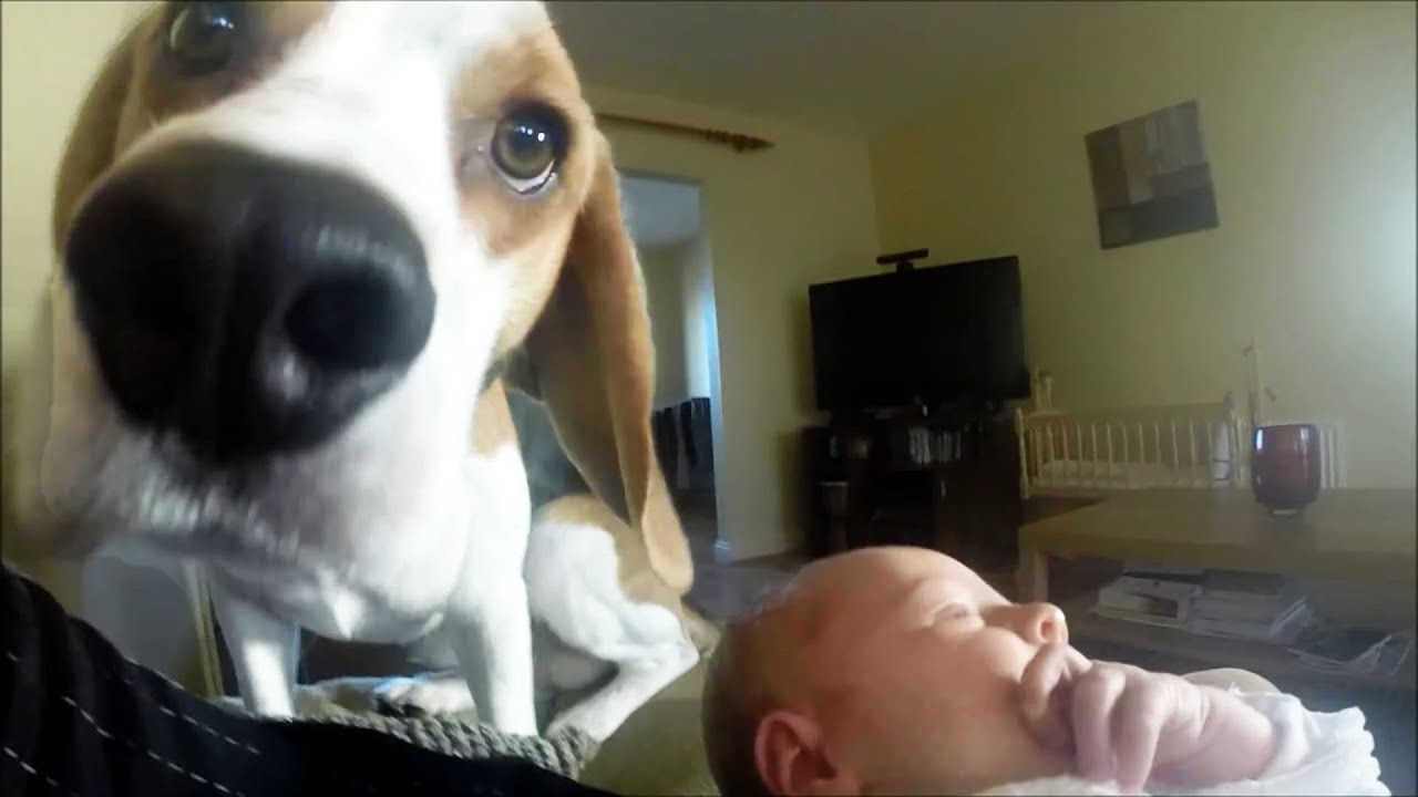 Beagle acts as tiny bodyguard to protect newborn baby