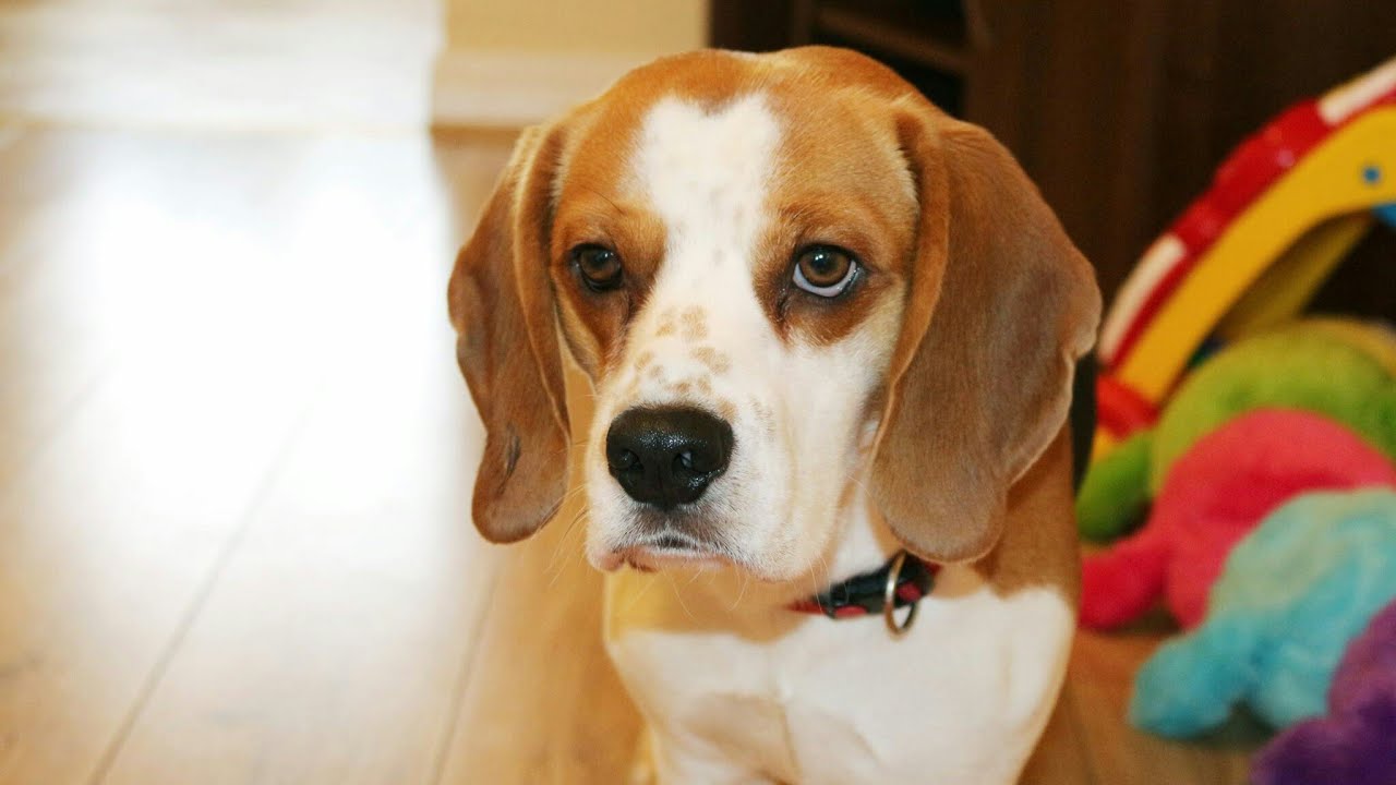 Beagle Finds Keys… Then Runs Off With Them