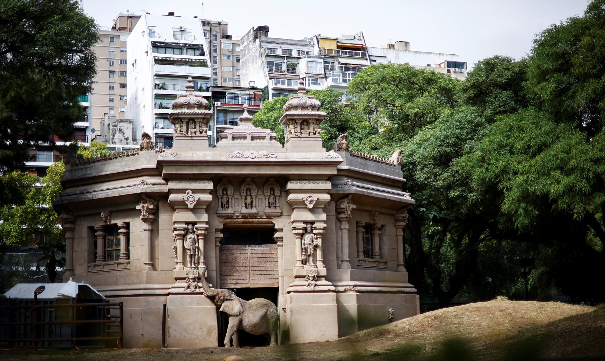 Pupy the elephant finds new home in Brazil sanctuary after 30 years in ...