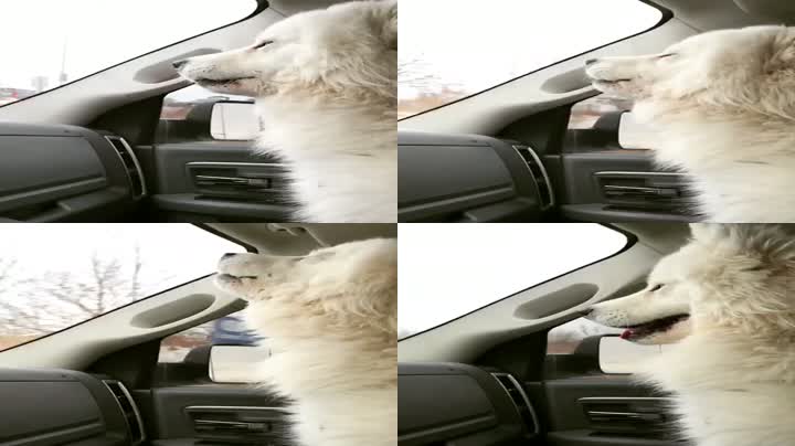 Dog Hilariously Howls Along to Car Radio Music