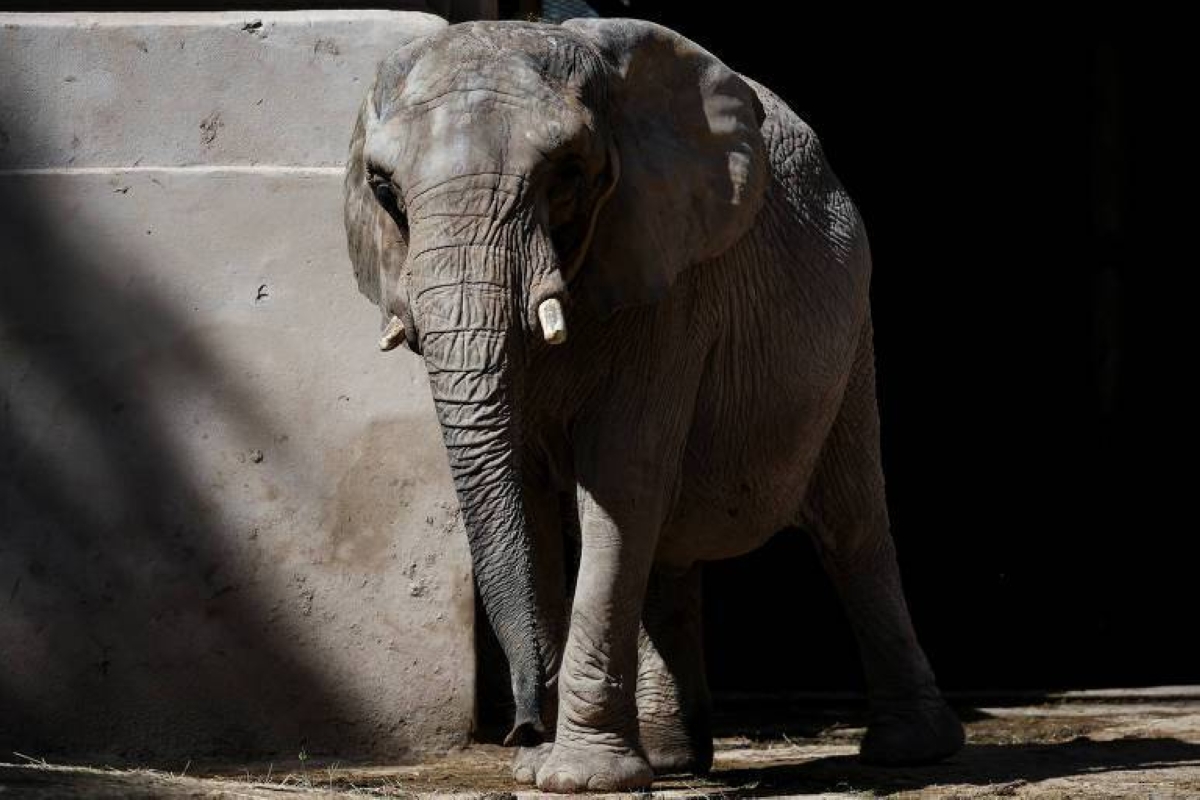 Pupy the elephant arrives at a Brazil sanctuary after 30 years in ...
