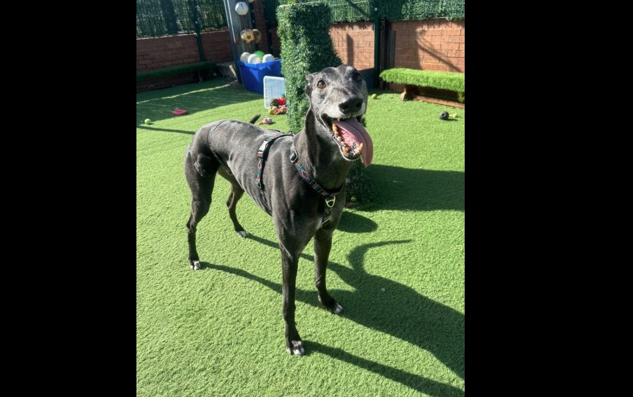 Adopt a dog Sheffield: 14 rescue dogs including Staffies, Cane Corsos ...