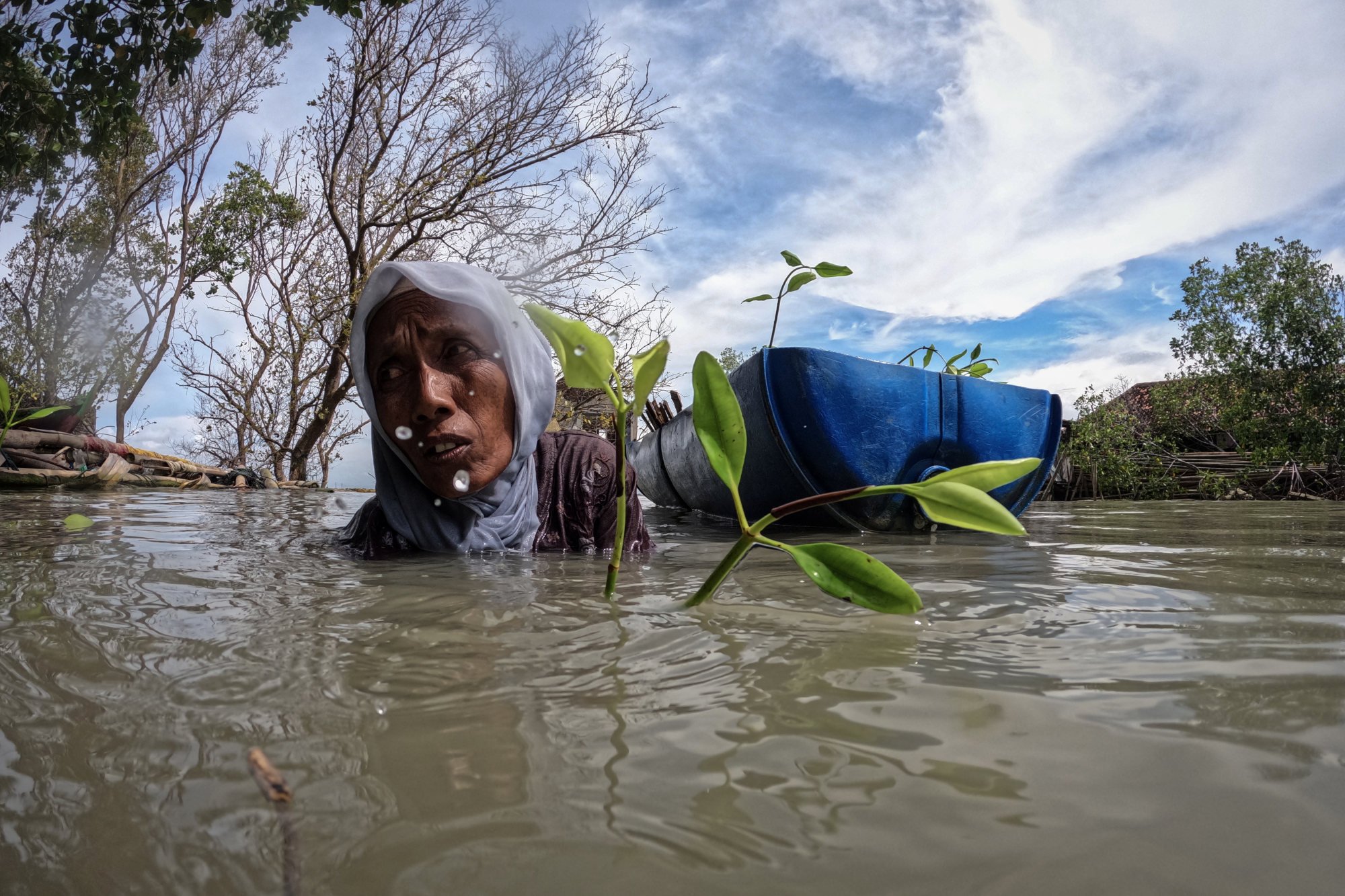 As sea levels rise, Indonesian woman turns to mangroves to keep ...