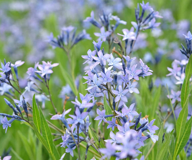 7 low-effort cottage garden plants that practically grow themselves ...