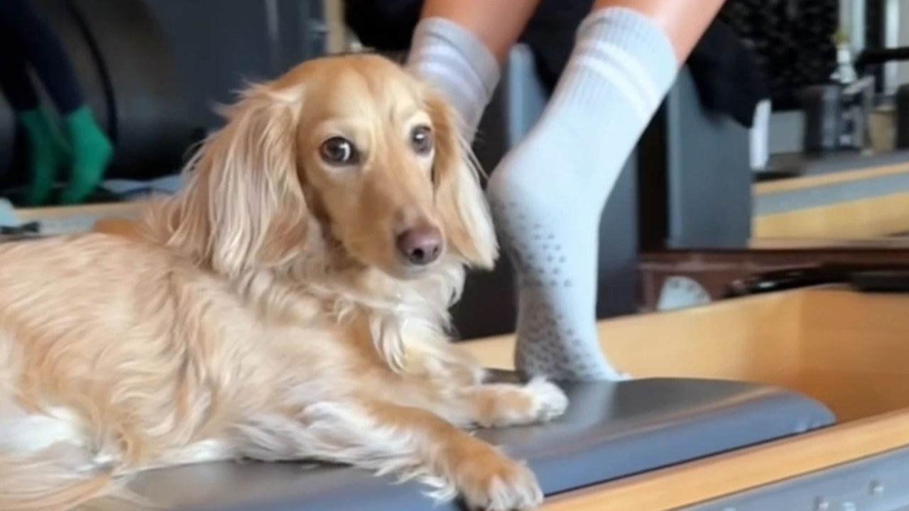 Entspannter Hund trainiert mit: „Moose“ wird zum Pilates-Star in Arizona