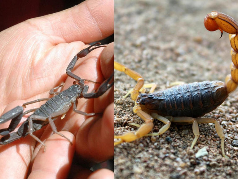 ¿Cuál es la diferencia entre un escorpión y un alacrán?