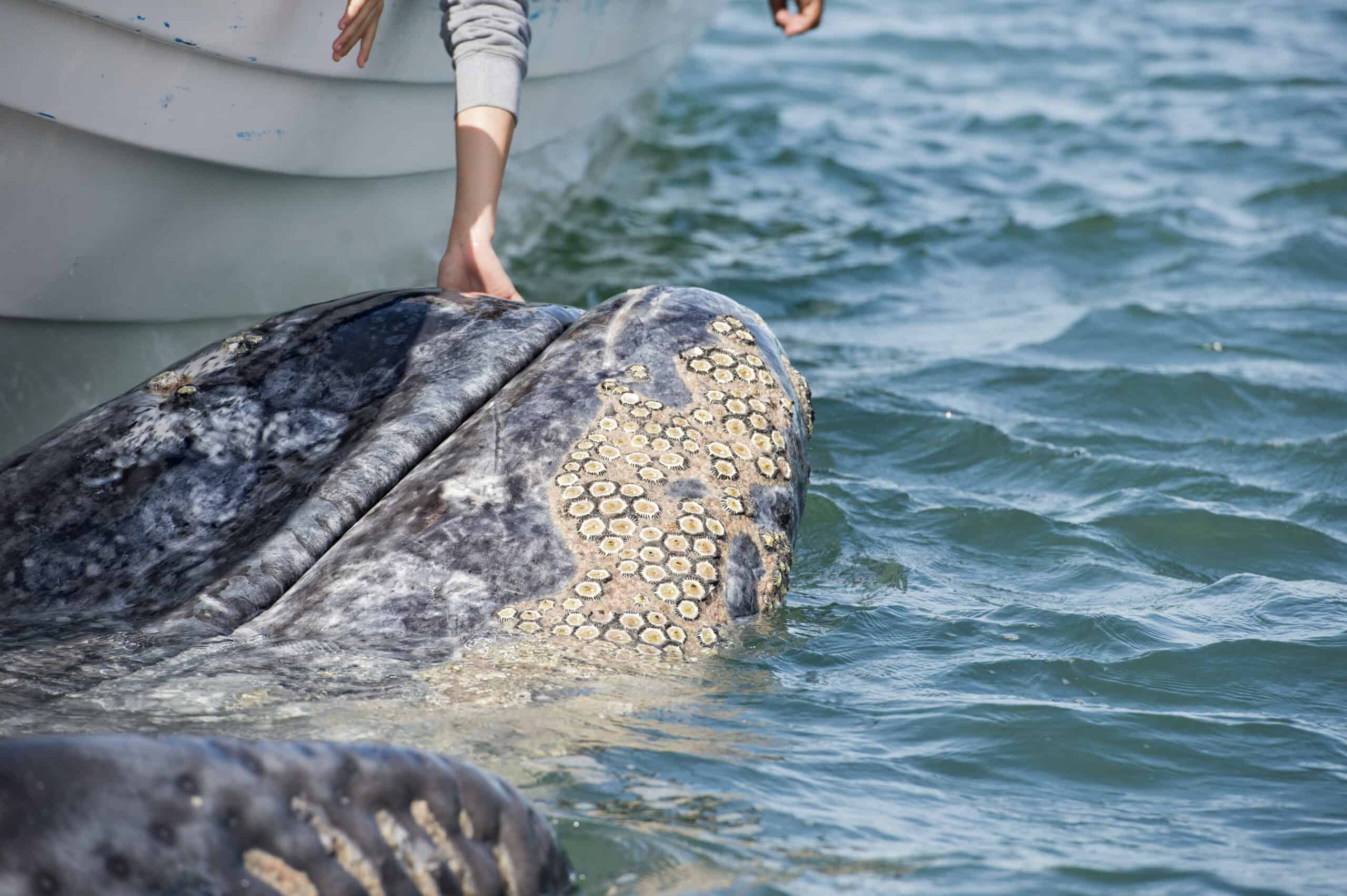 200 Years Later – The Atlantic’s Extinct Gray Whale Returns Due to ...