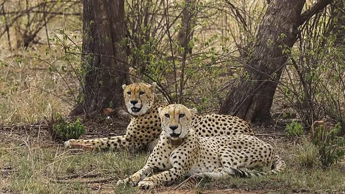 Eight cheetahs to be brought to India from Botswana; first four to ...