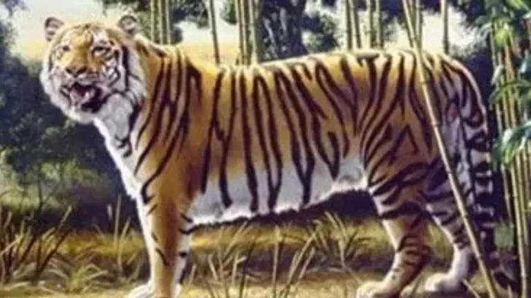 Optical Illusion: There is a Second, Hidden Tiger You Have 10 Seconds ...