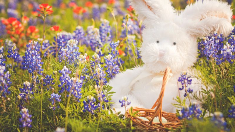 The ‘best’ and ‘worst’ Texas cities for Easter celebrations, data shows