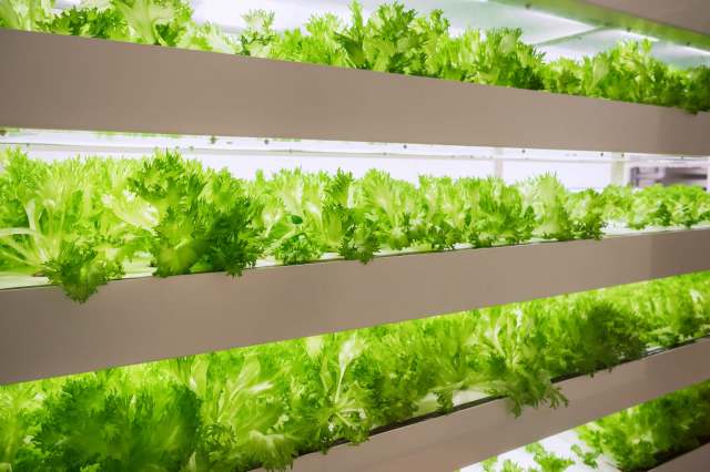 Innovative company revolutionizes popular produce item at grocery ...