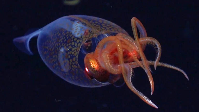Calamar colosal es grabado por primera vez en las profundidades marinas ...
