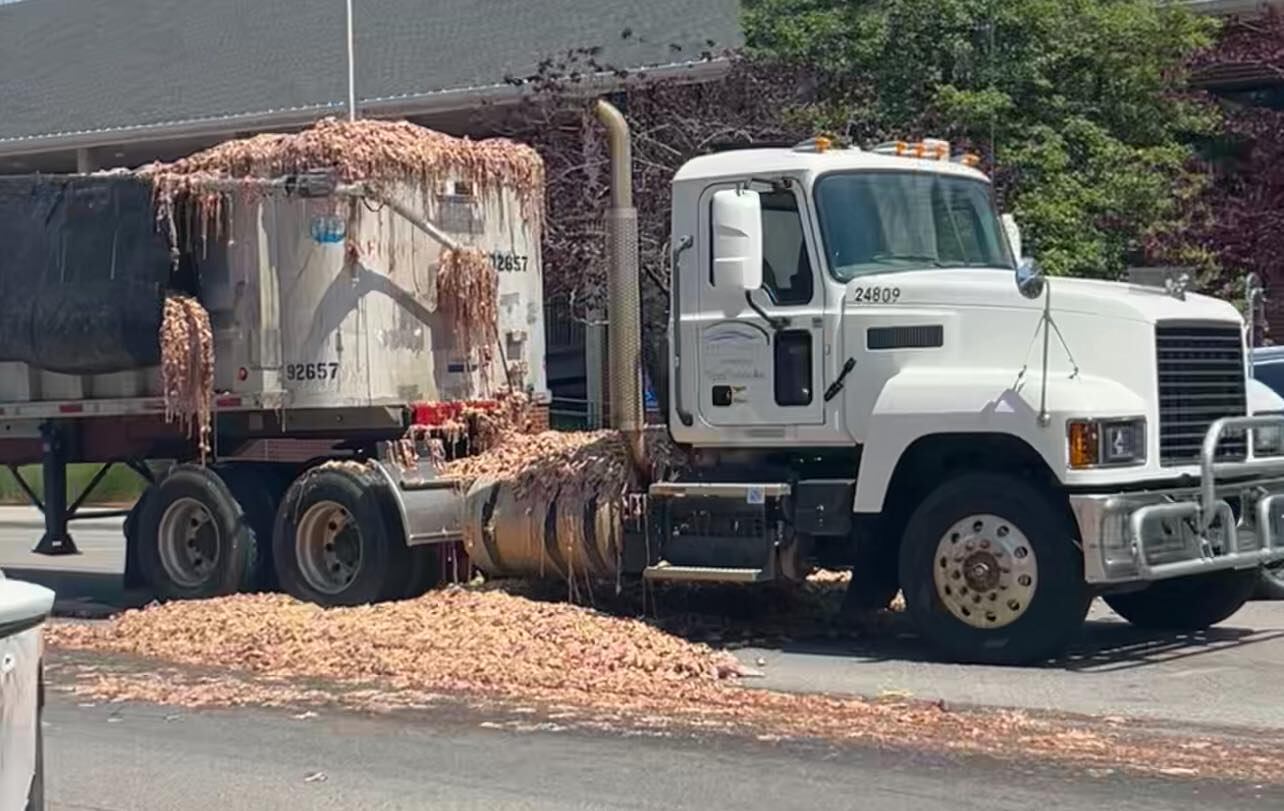 Spilled chicken guts snarl traffic in Guntersville