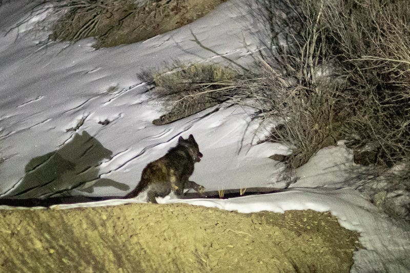 Elusive wolf finally killed by Colorado wildlife agents