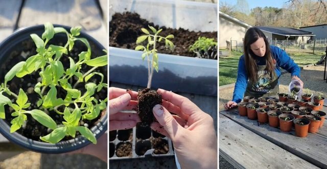 Gardener shares easy method for handling tricky task: 'Great tips'