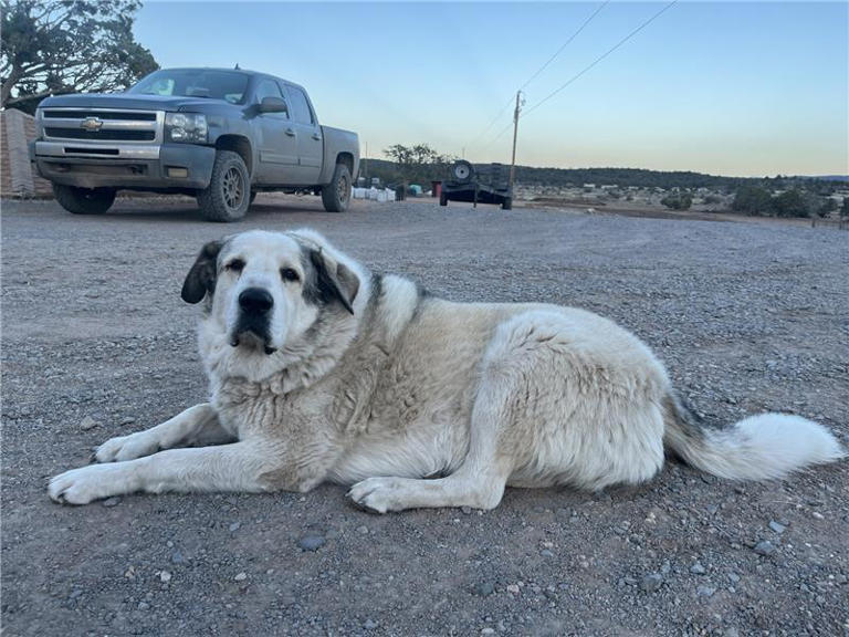 Buford the dog honored after rescue of missing toddler in northern Arizona