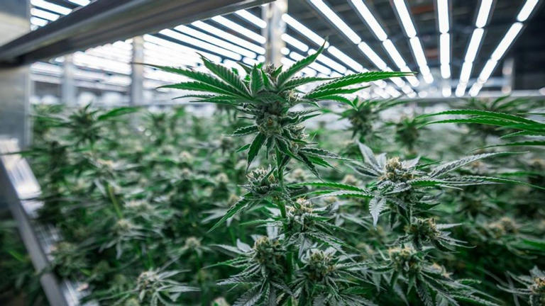 Kentucky's medical marijuana program now under investigation