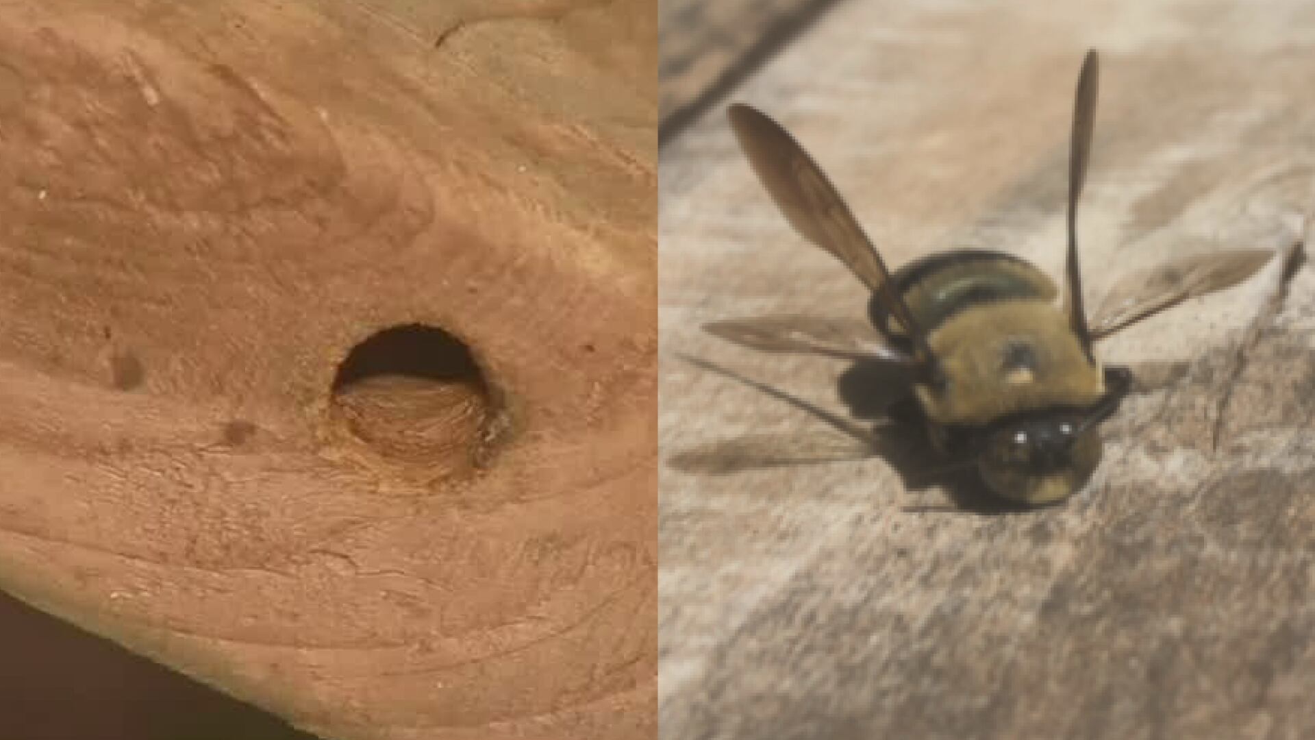 How to spot carpenter bee nests, and how to properly get rid of them
