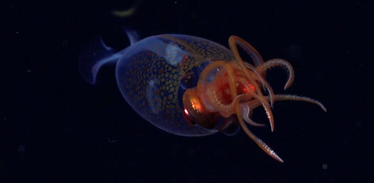 We Finally Have Video Footage of a Colossal Squid After 100 Years: How ...