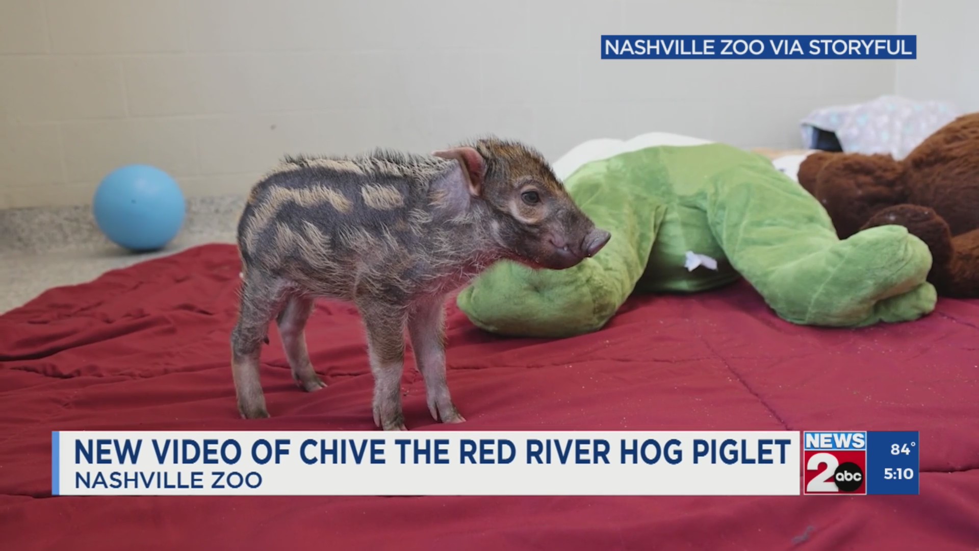 New video released of Chive at Nashville Zoo