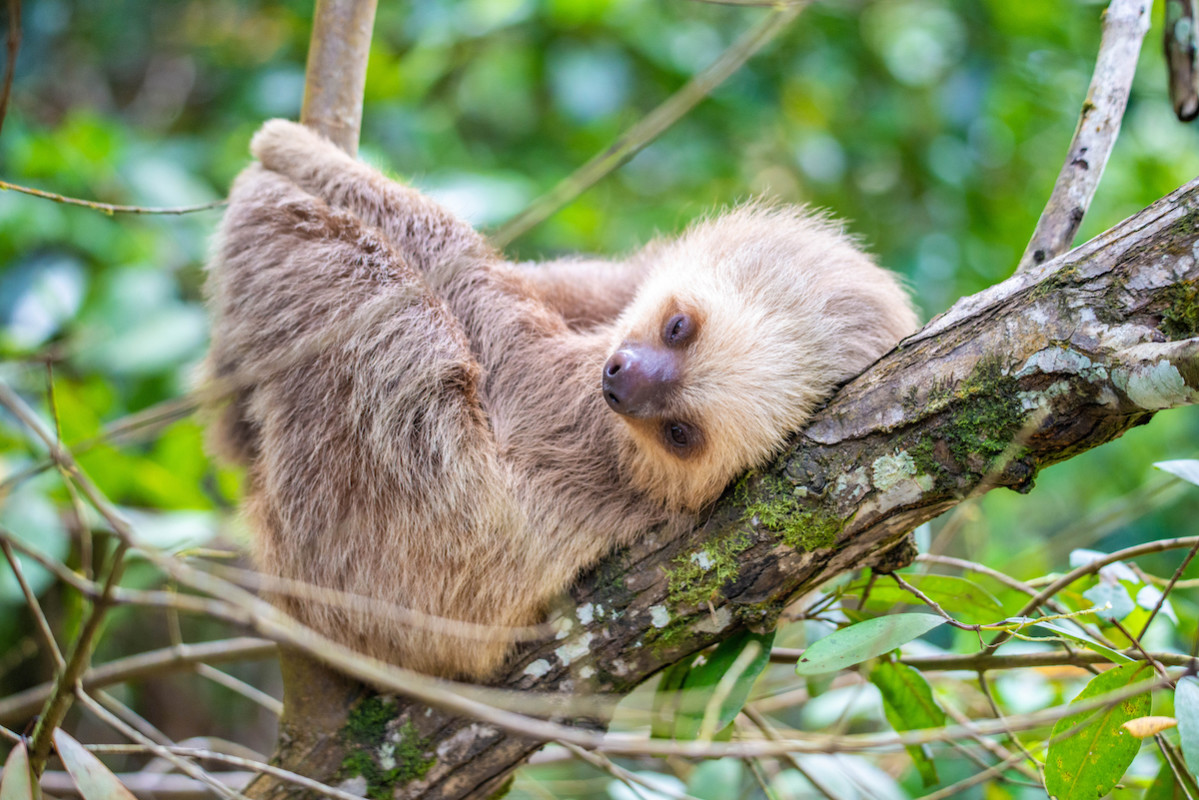 Brand New Two-Toed Sloth Baby at New England Zoo Is a 'Total Treasure'