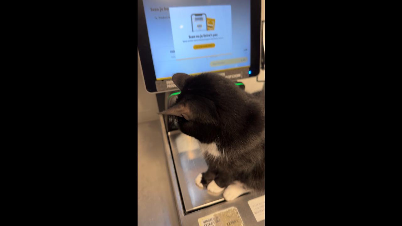 Cat Blocks Register At Supermarket Checkout