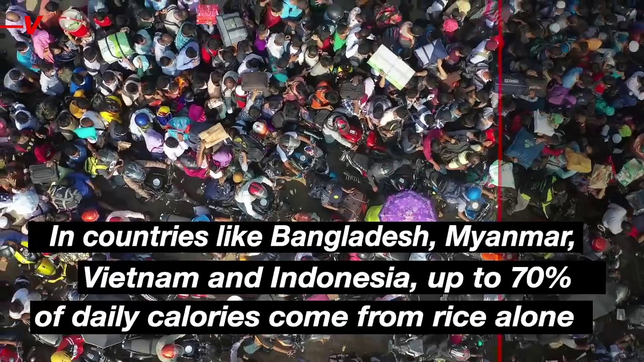 Climate Change Set to Increase Toxic Arsenic Levels in Rice