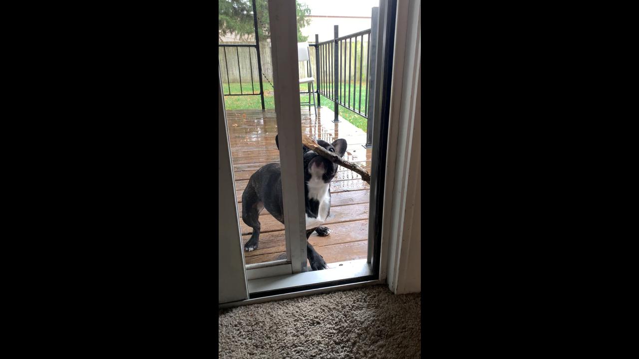French Bulldog Determined To Get Stick Inside House