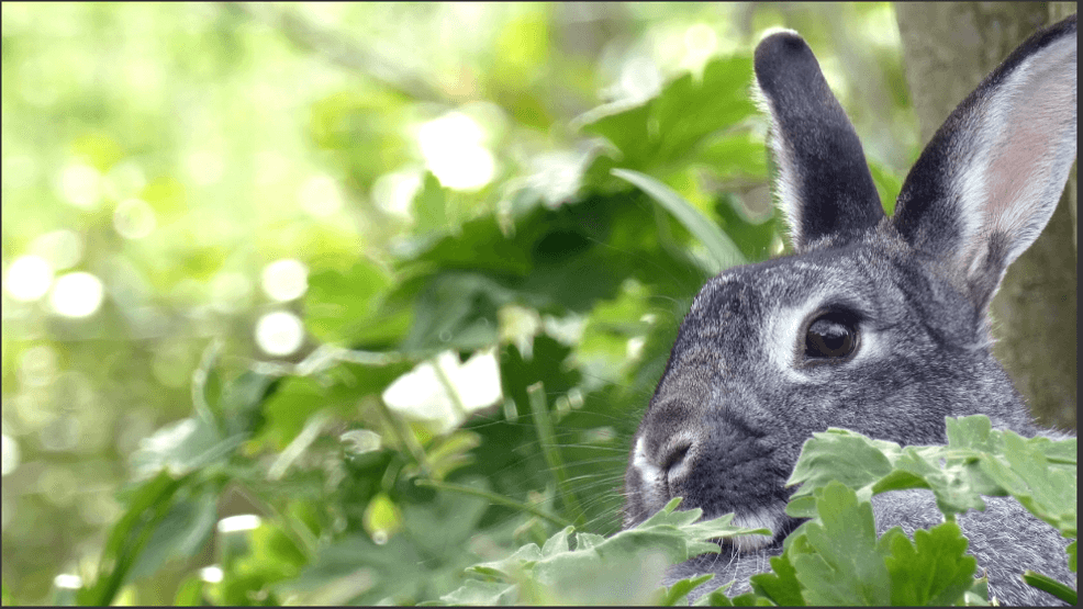 Unseasonable warmth to start, cooler numbers to finish the holiday weekend