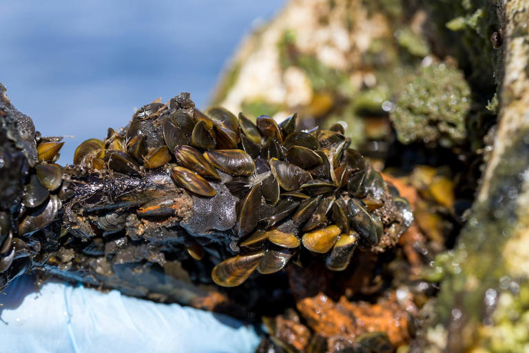 Golden mussels threaten California water suppliers amid inspection gaps ...