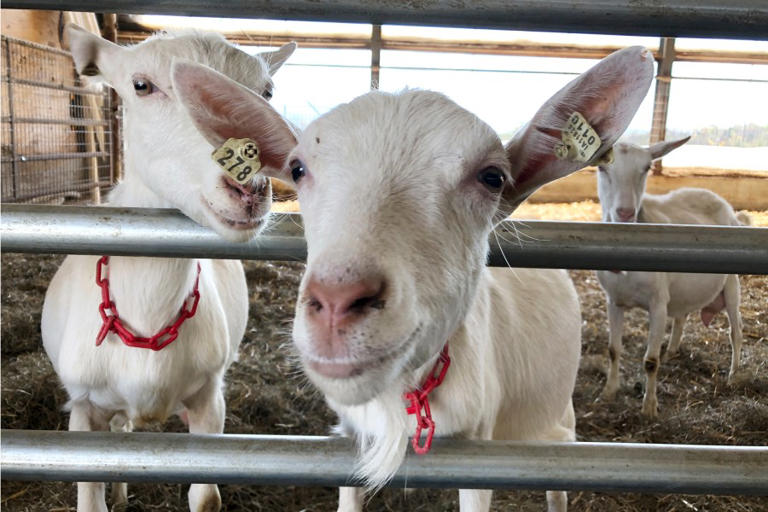 Columbus Parks’ solution to invasive species: Goats