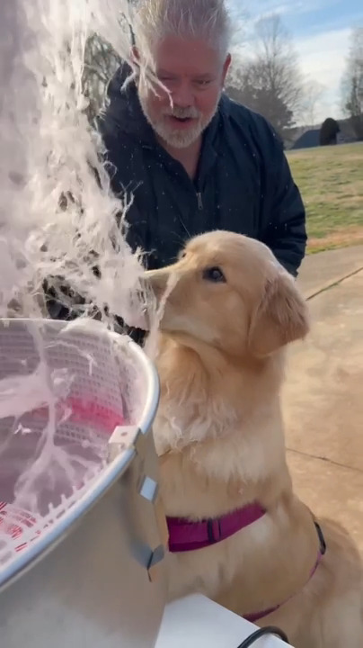 Dog Eats Cotton Candy Straight From Machine