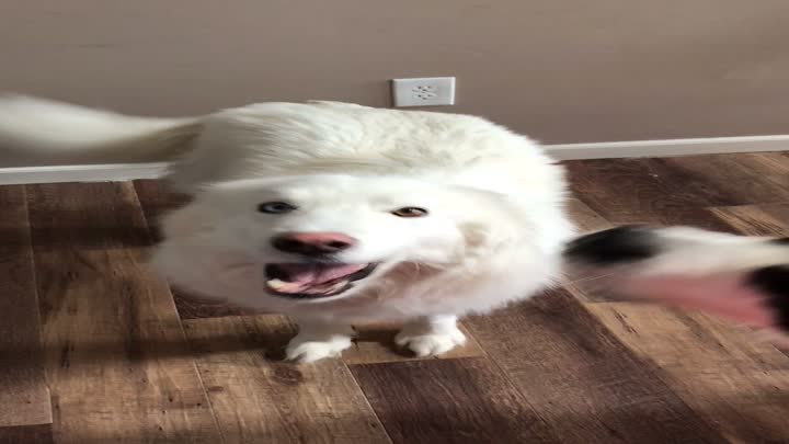 Two Dogs Howl Together in Perfect Harmony