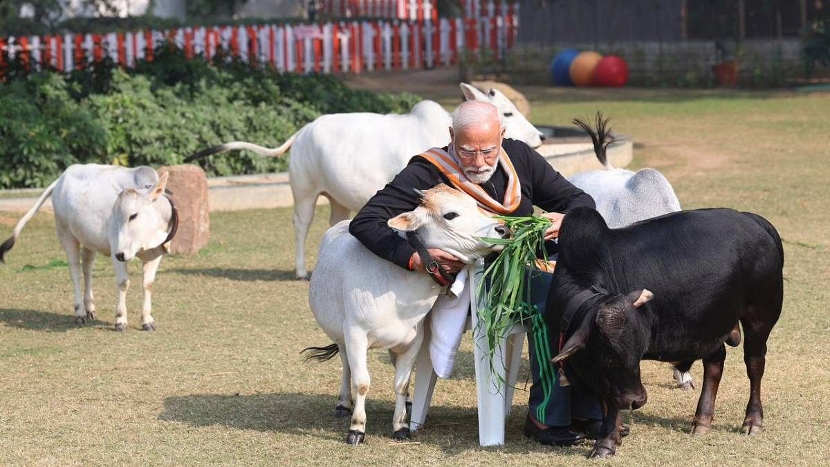 Fodder for thought: Modi govt’s cow welfare agency has been headless ...