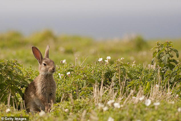 Fears for Britain's rabbits over deadly virus sweeping through Europe