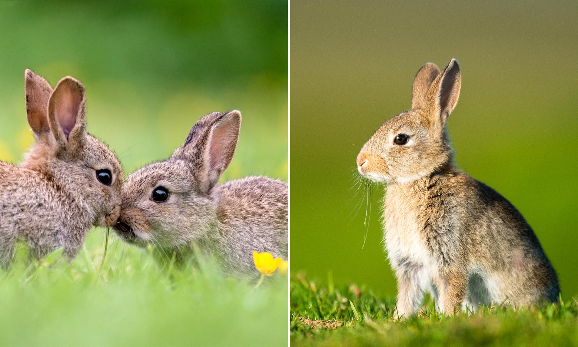 Fears for Britain's rabbits over deadly virus sweeping through Europe