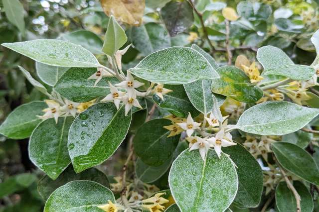 Town celebrates launch of massive project to save neglected park: 'If ...