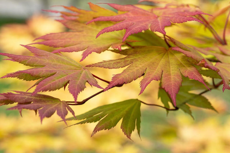 Guía completa para tener un árbol de arce japonés: cuidados, plantación ...