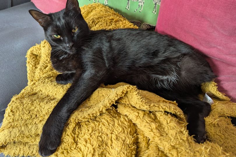 Cat hit by train makes miracle recovery after having tail and leg amputated