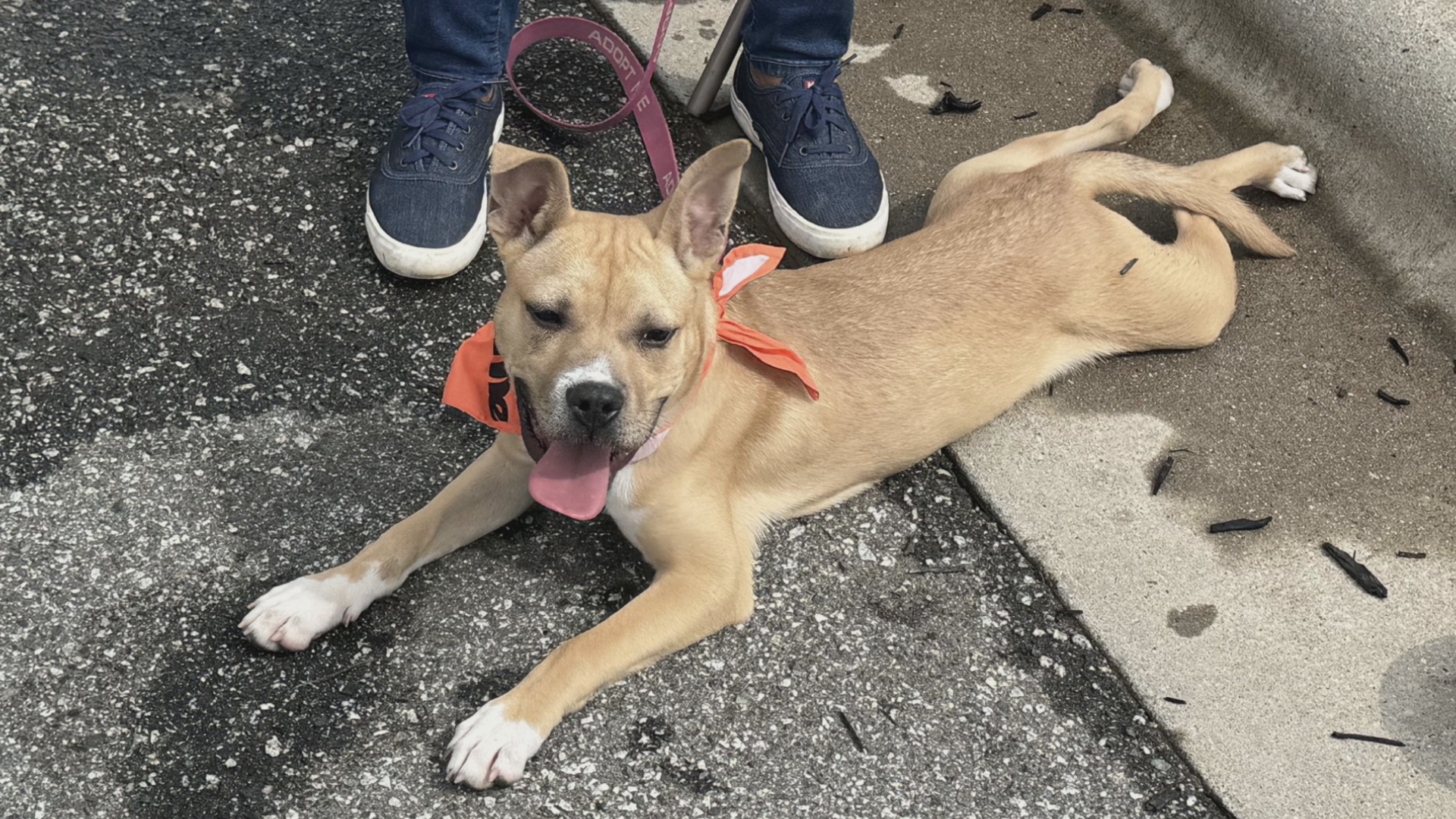 2 The Rescue: Meet Butterscotch