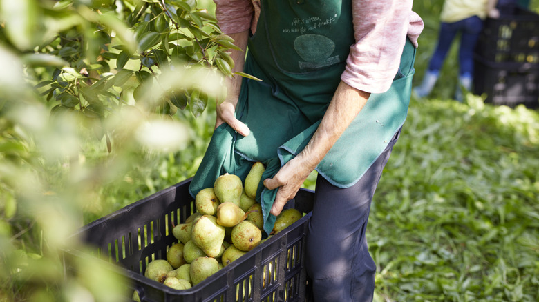 The Low-Maintenance Pear Tree Variety That's Easiest To Grow In Your Yard