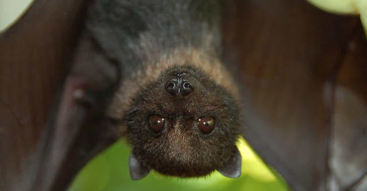 17 Reasons Why Bats Are Actually Totally Badass