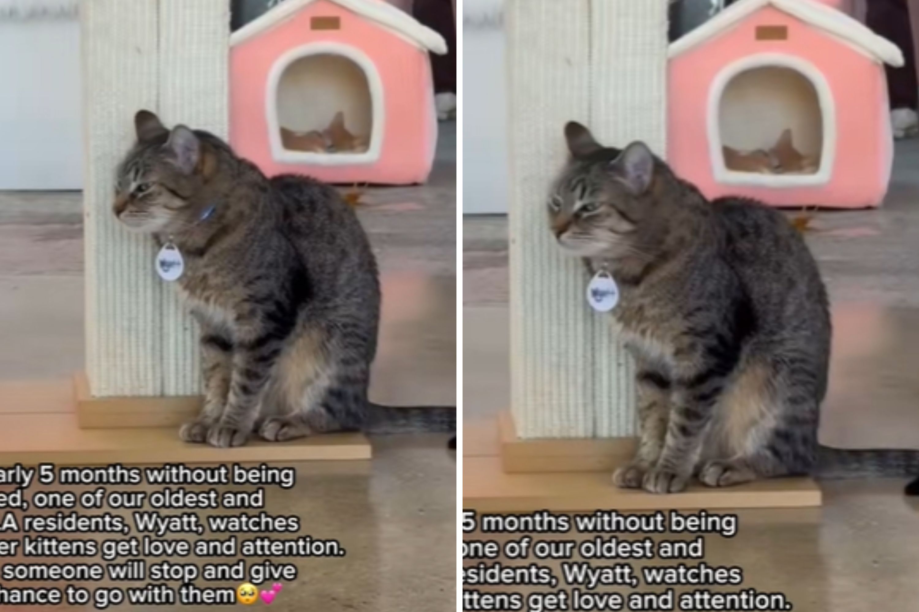 Tears as 'Oldest and Longest' Cat Resident Watches Kittens Get All the Love