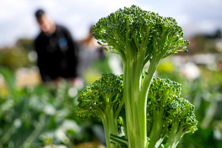 Stop Boiling Your Broccoli in Water — Expert Shares a Simple Cooking ...