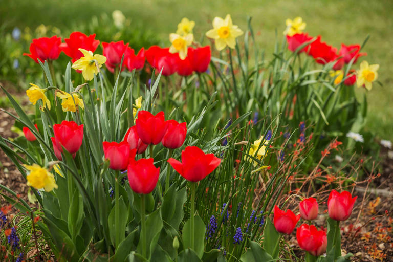 What to Do with Tulip Bulbs After Flowering, According to Gardening Experts