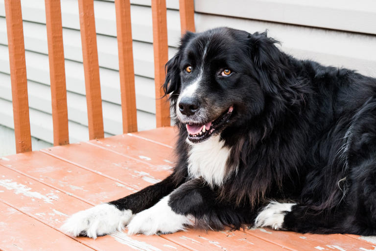 Le labernois : un compagnon fidèle et polyvalent