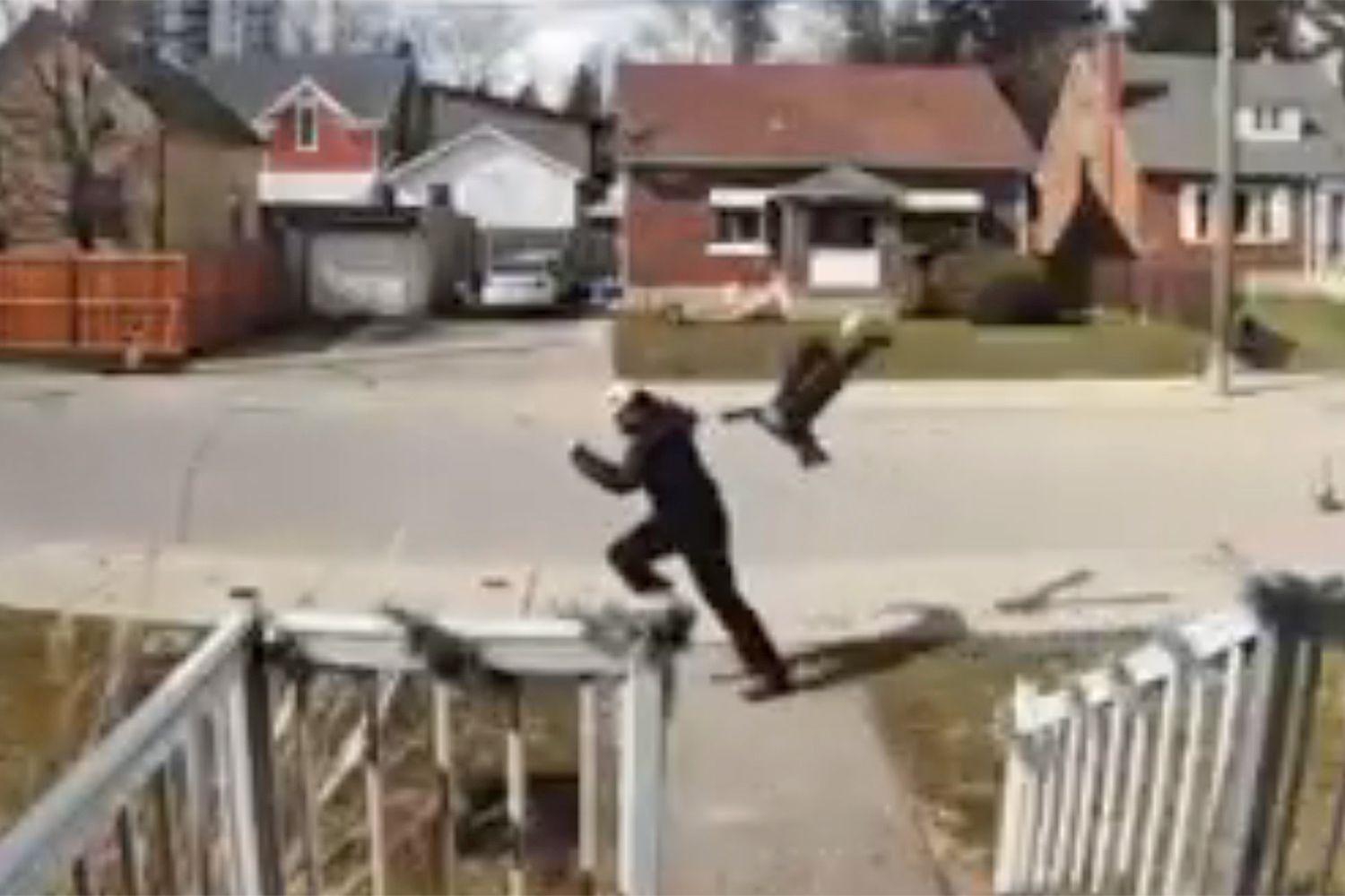 Students Trapped Inside for Days After Angry Geese Take Over Front Lawn ...