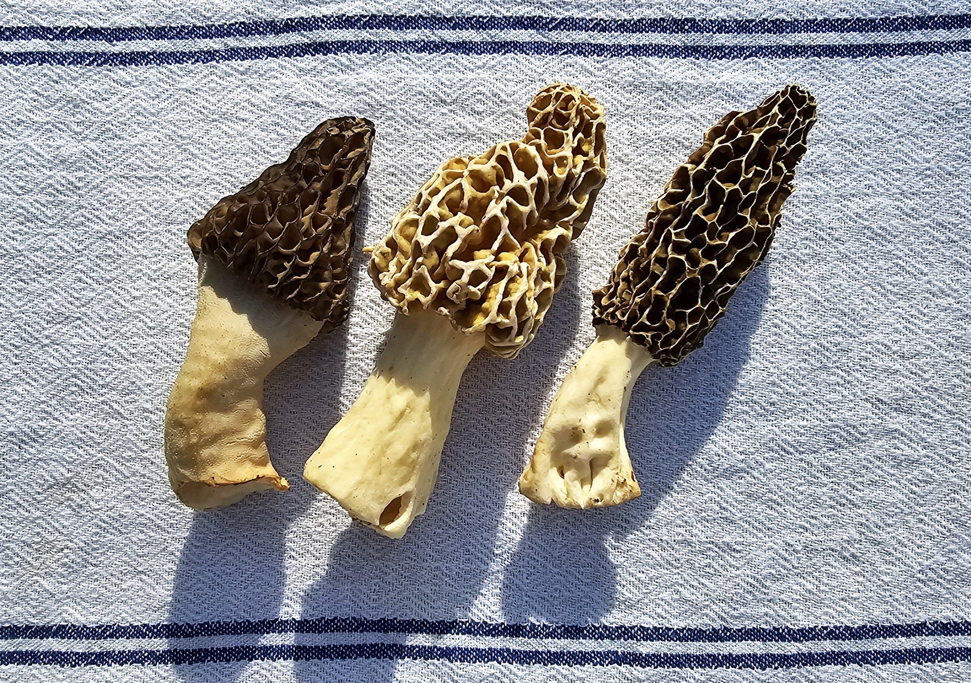 Morel mushroom season is underway. Check out the DNR's 'hot spot' map ...