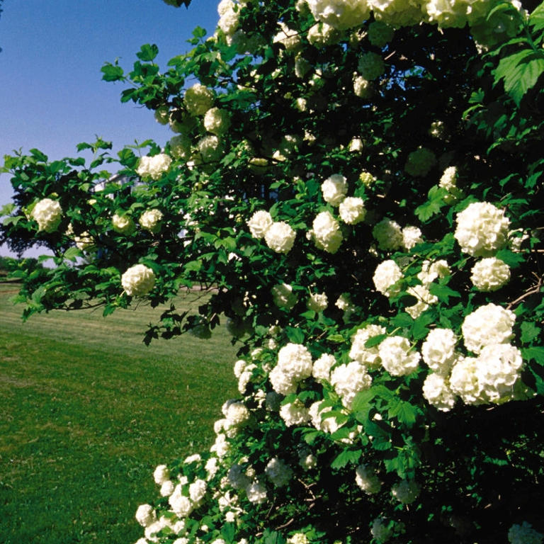 These 4 simple steps for pruning a snowball bush viburnum can give you ...