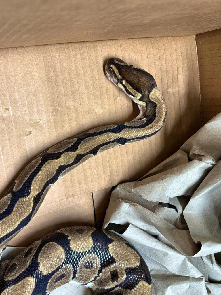 Il abandonne un python royal dans la forêt: dénoncé à la justice